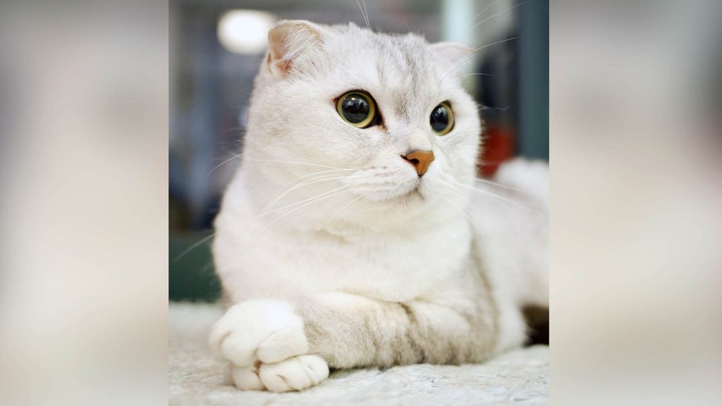 Atlas plemen koček domácích podle abecedy - Najdi tu svou | Mazloun.cz