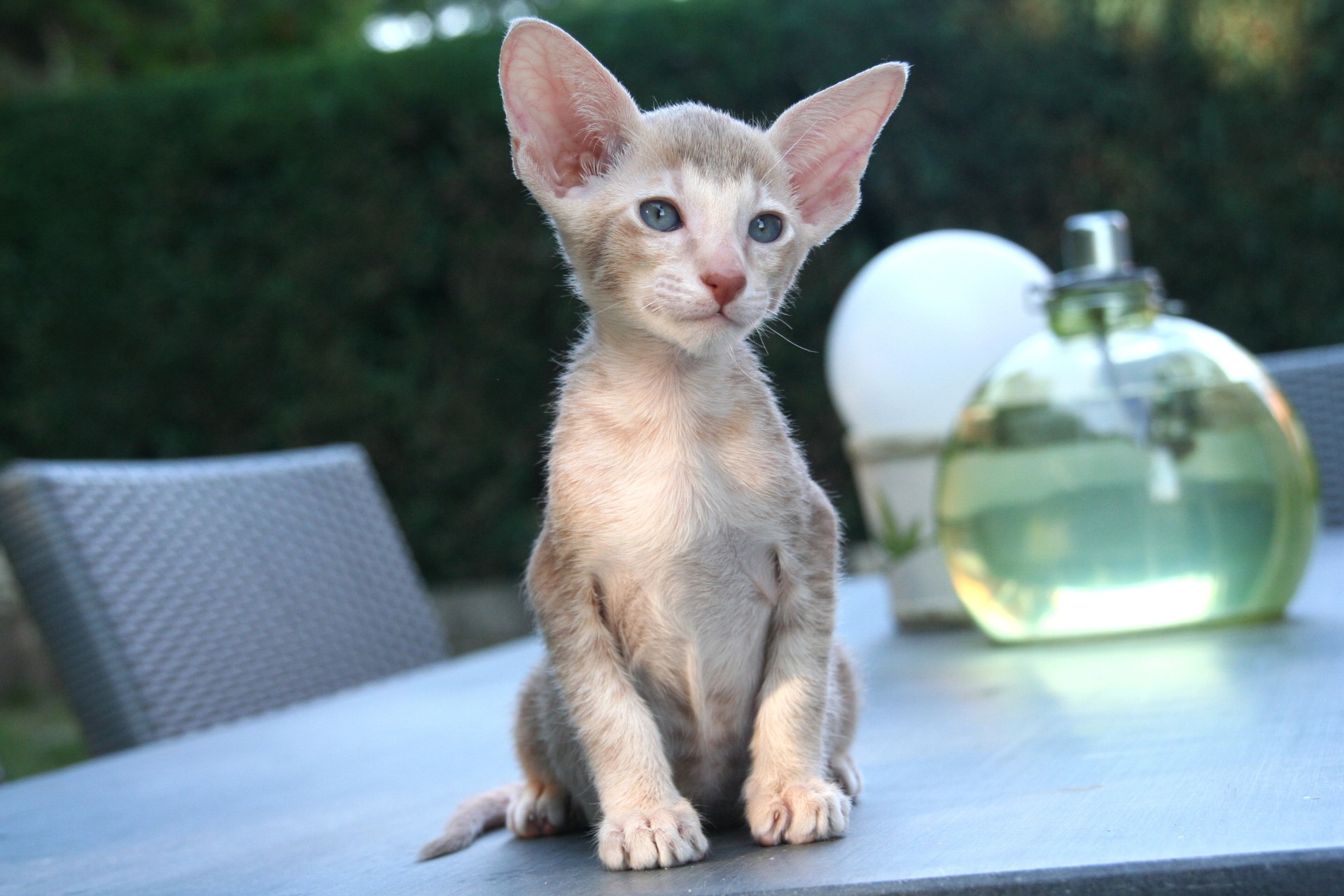 Devon rex – kočka s kudrnatou srstí - Mazloun.cz